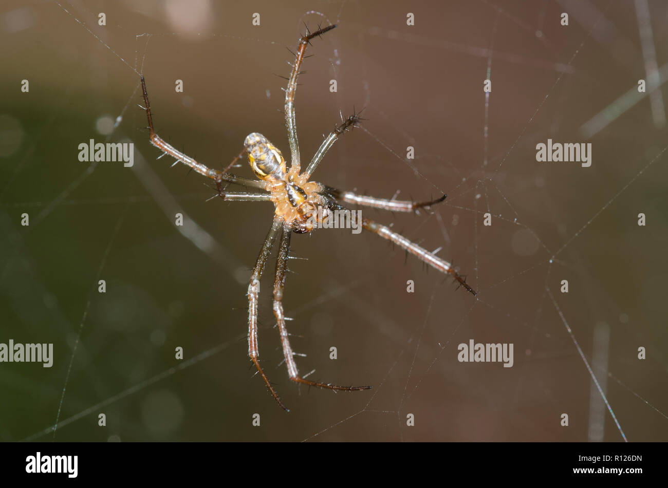 Basilica Orbweaver, Mecynogea lemniscata, male Stock Photo - Alamy