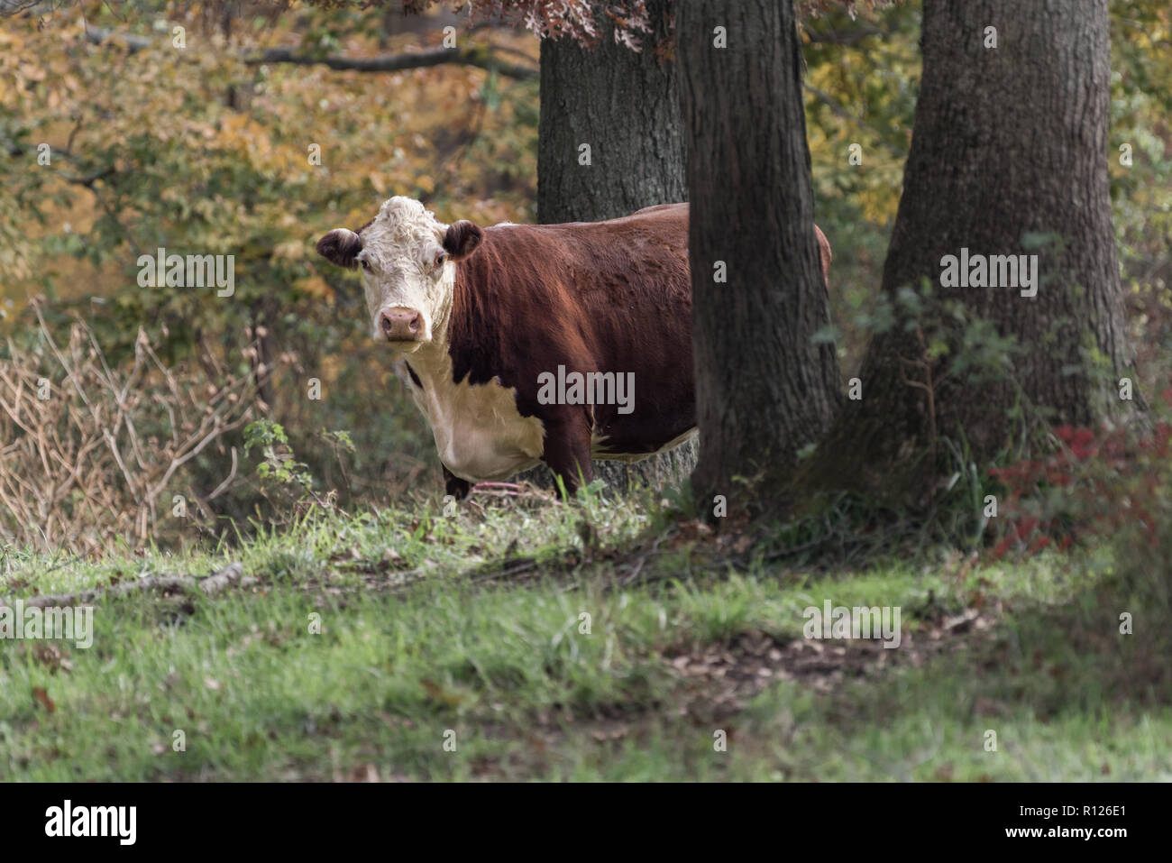 Distant cow hi-res stock photography and images - Alamy