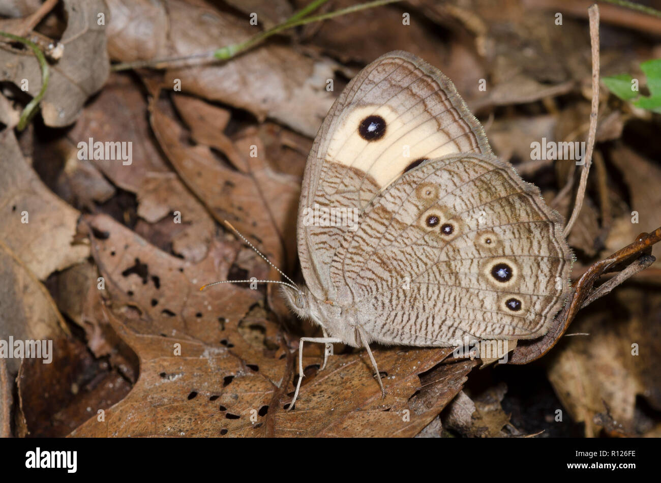 Common wood nymph butterfly hi-res stock photography and images - Alamy