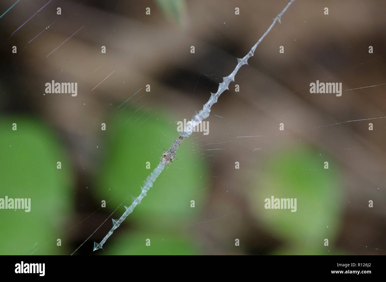 Cribellate Orb Weaver, Uloborus sp., hiding on stabilimentum Stock ...