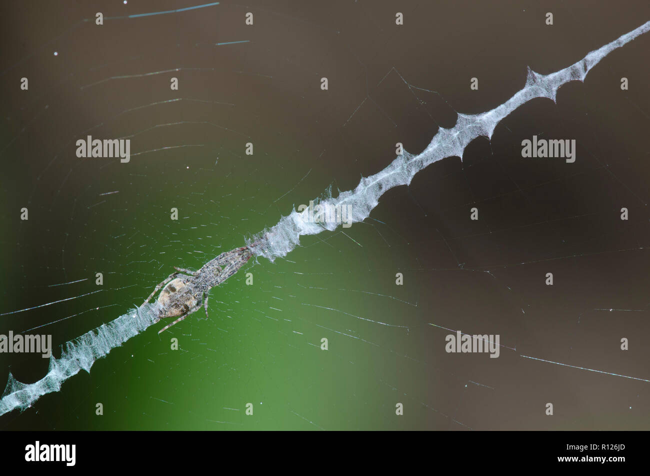 Cribellate silk hi-res stock photography and images - Alamy