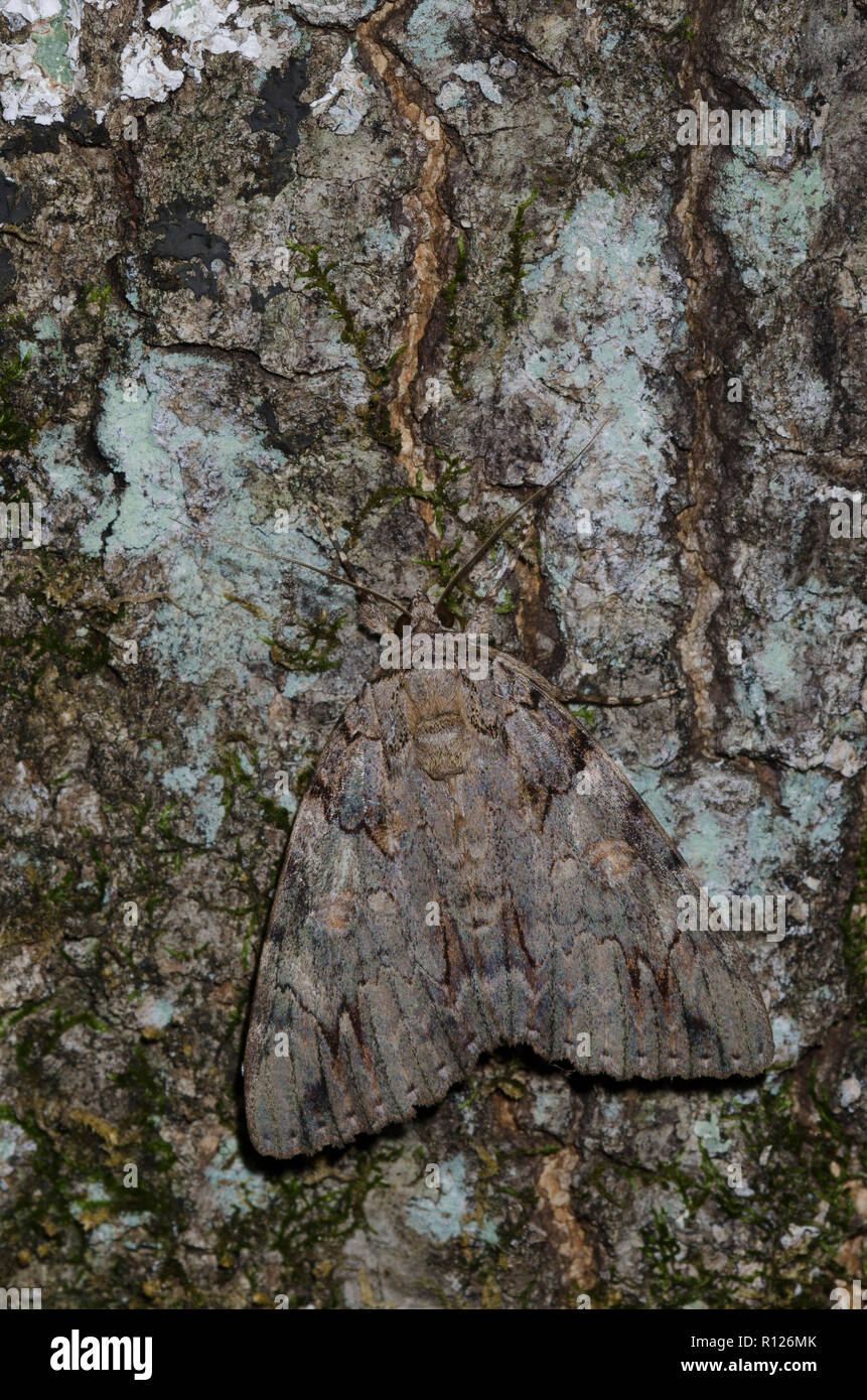 Underwing moth catocala sp hi-res stock photography and images - Alamy