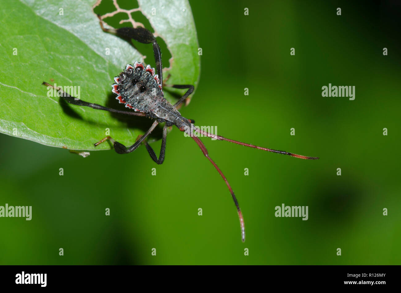 Leaf-footed Bug, Acanthocephala sp., nymph Stock Photo - Alamy