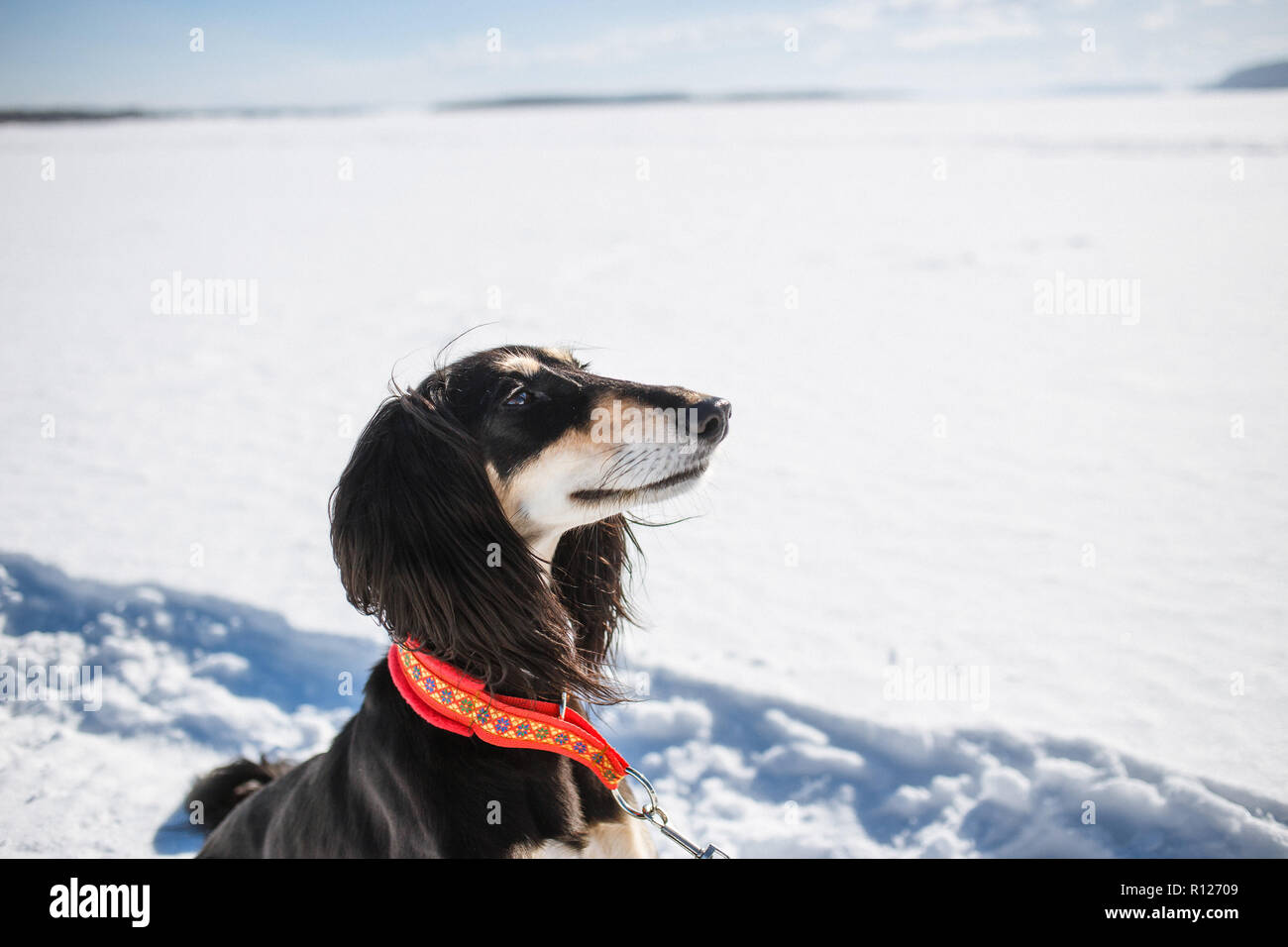 Saluki, Persian greyhound in winter park. Portrait of beautiful dark ...
