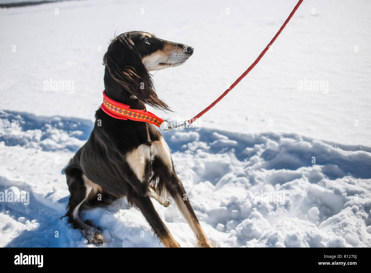 Saluki, Persian greyhound in winter park. Portrait of beautiful dark ...