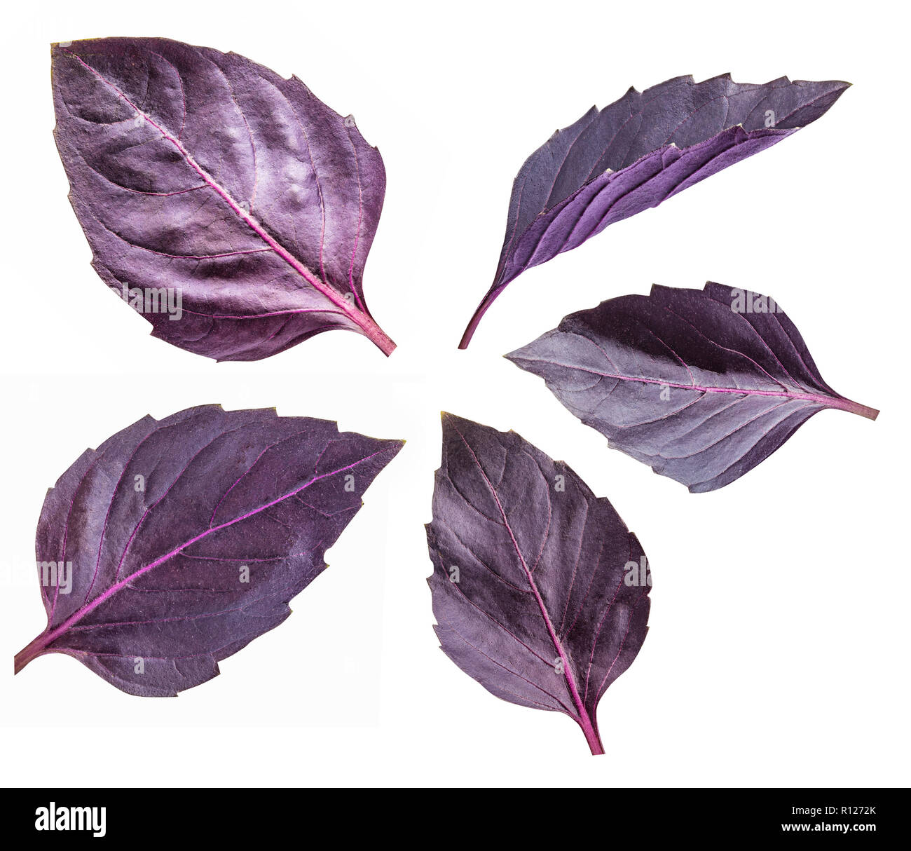 Collection of red basil herb leaves isolated on white background ...