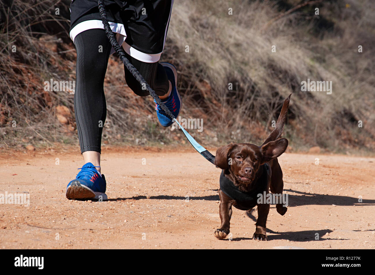 Dog and man taking part in a popular canicross race Stock Photo - Alamy