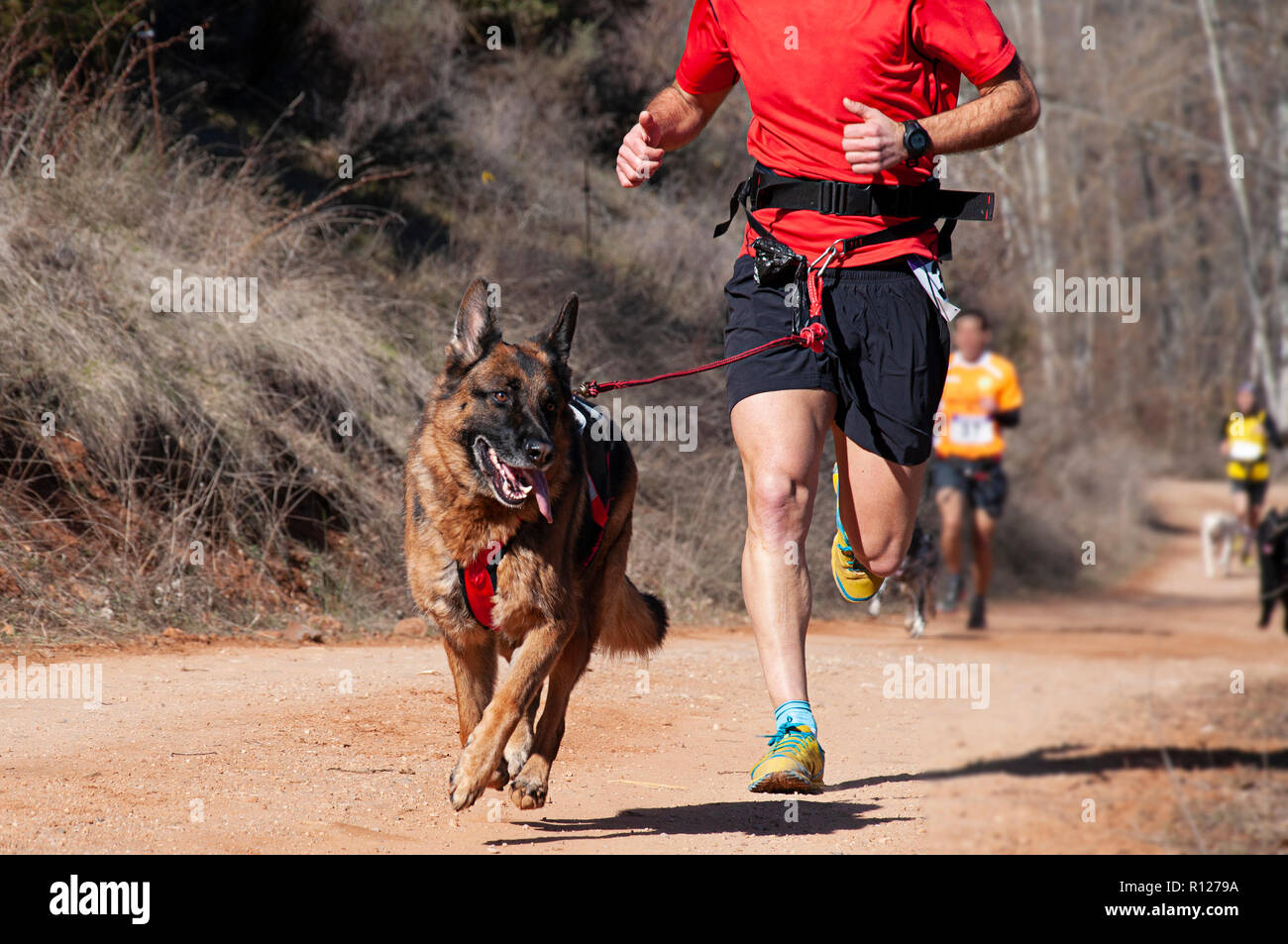Dog and man taking part in a popular canicross race Stock Photo - Alamy