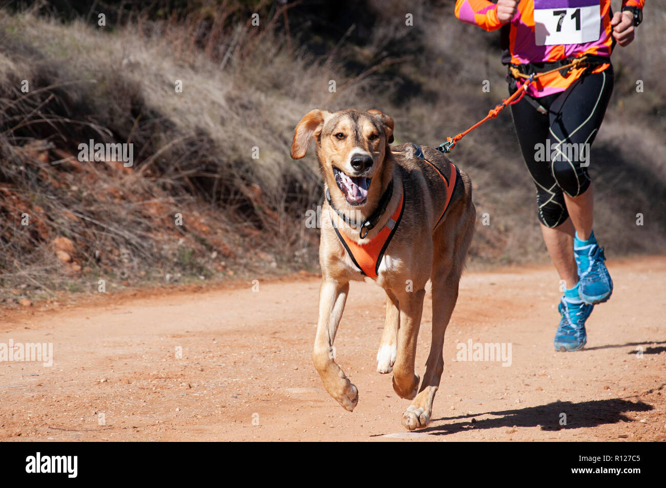 Dog and man taking part in a popular canicross race Stock Photo - Alamy