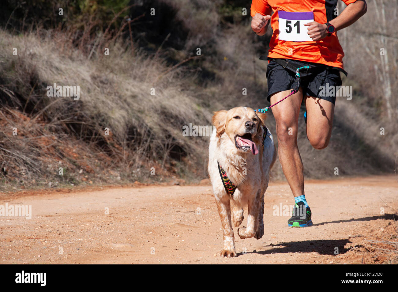 Dog and man taking part in a popular canicross race Stock Photo - Alamy