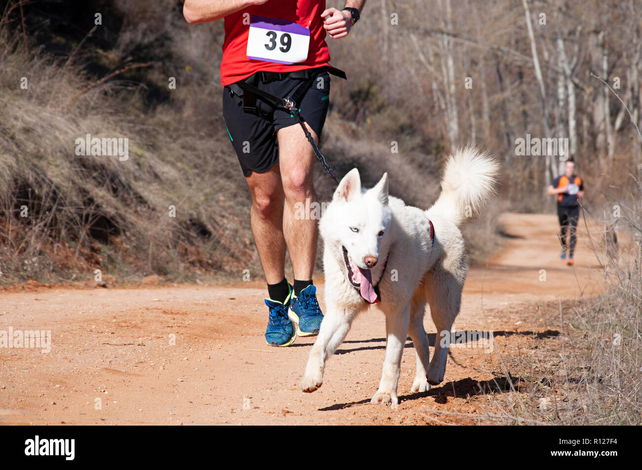 Dog and man taking part in a popular canicross race Stock Photo - Alamy