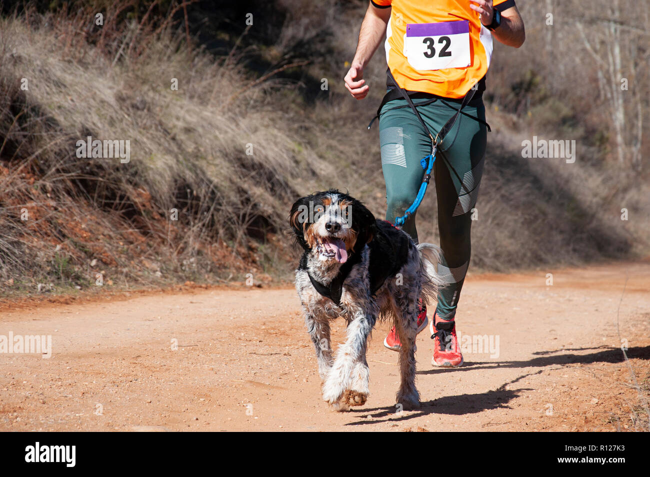 Dog and man taking part in a popular canicross race Stock Photo - Alamy