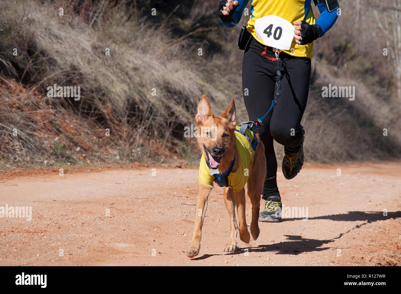 Dog and man taking part in a popular canicross race Stock Photo - Alamy