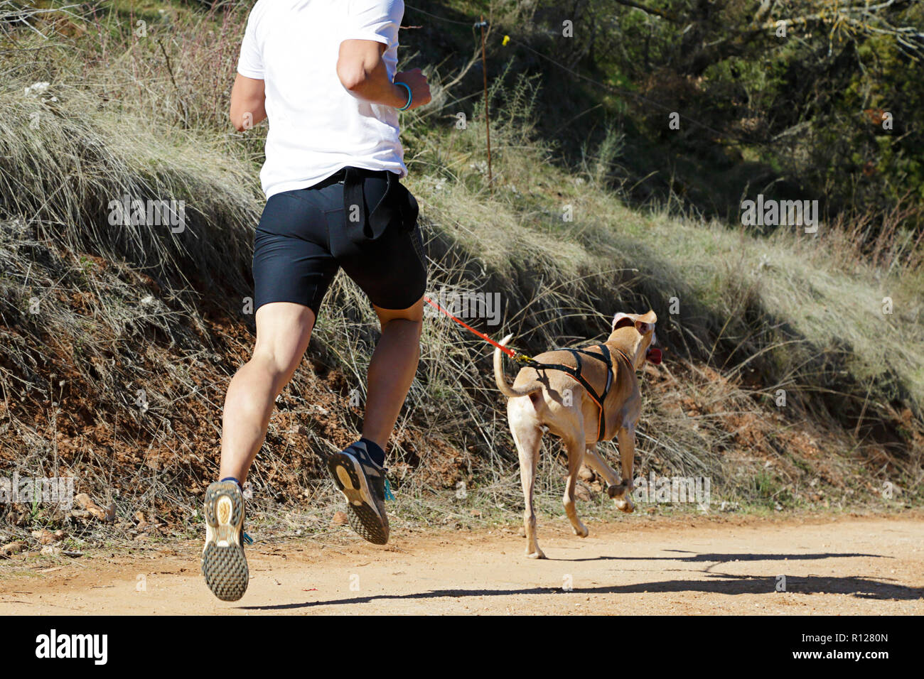 Dog and man taking part in a popular canicross race Stock Photo - Alamy