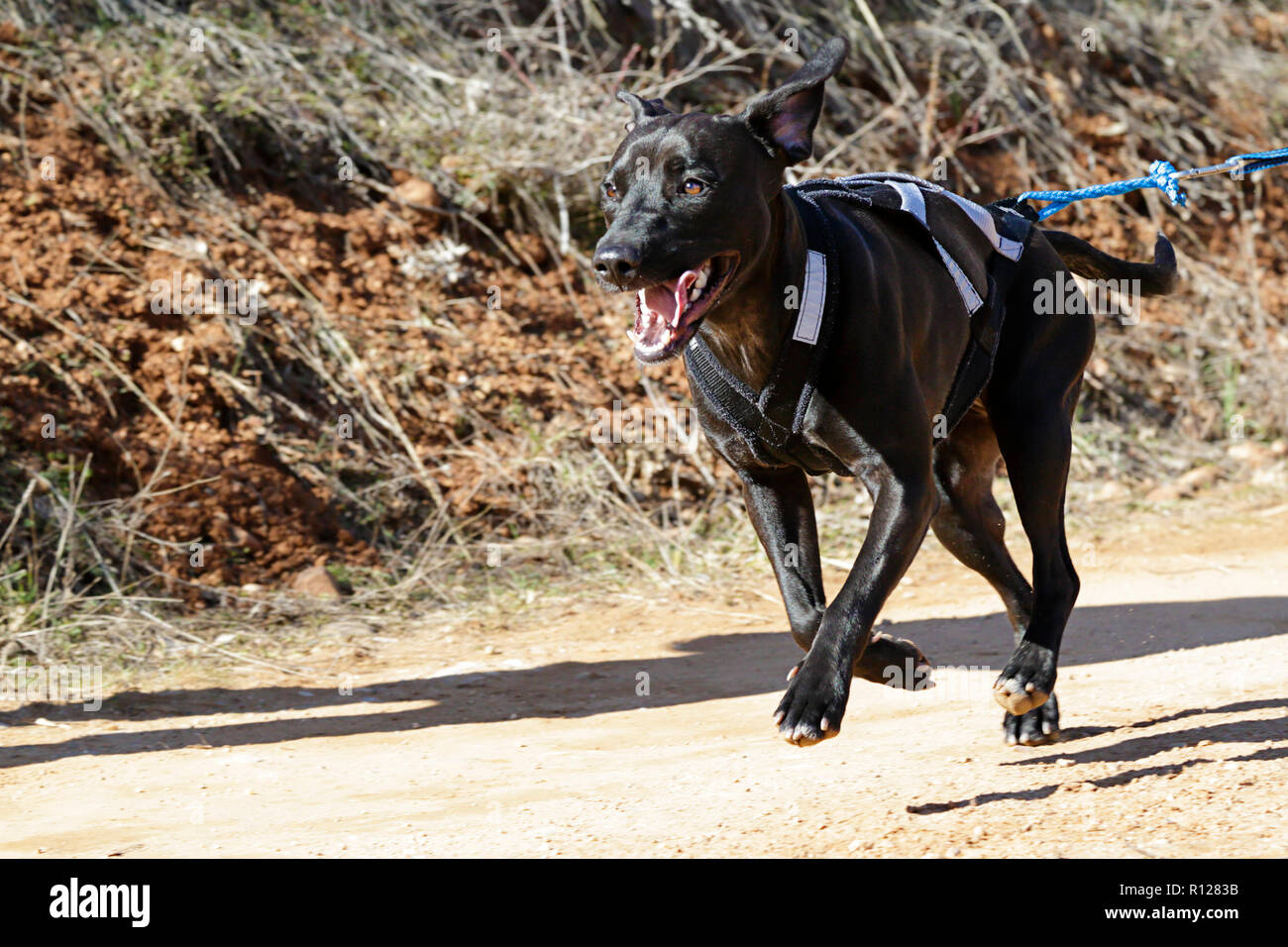 Canicross dog hi-res stock photography and images - Alamy