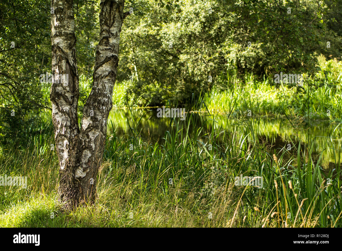 Birch tree at the water with green grass Stock Photo - Alamy