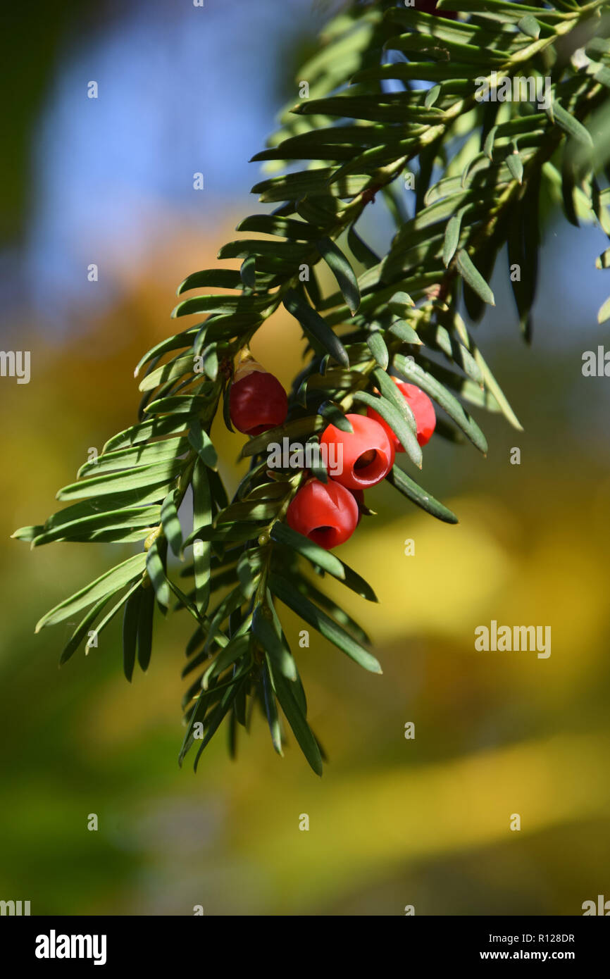 European Yew High Resolution Stock Photography and Images - Alamy