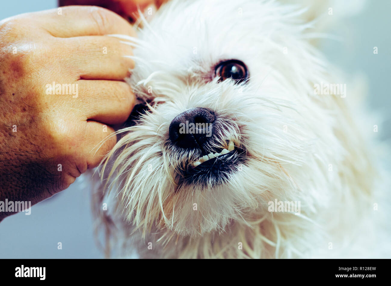 Maltese puppy hi-res stock photography and images - Alamy