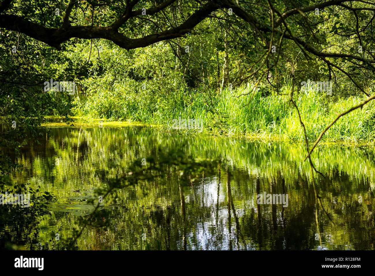 Beautiful tree branches over water in Summertime Stock Photo - Alamy Beautiful tree branches over water in Summertime Stock Photo - Alamy
