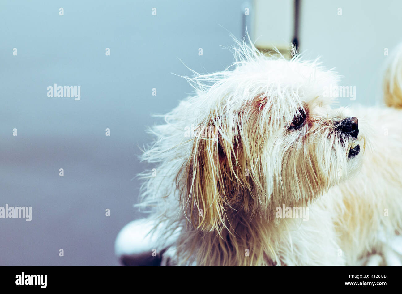 Owner is preparing Maltese puppy skin after shower Stock Photo - Alamy