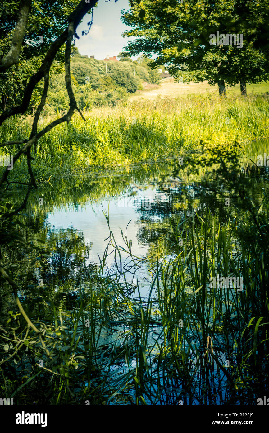 Beautiful tree branches over water in Summertime Stock Photo - Alamy