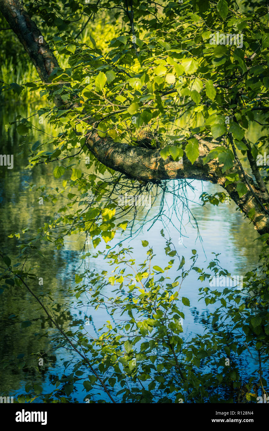 Beautiful tree branches over water in Summertime Stock Photo - Alamy Beautiful tree branches over water in Summertime Stock Photo - Alamy