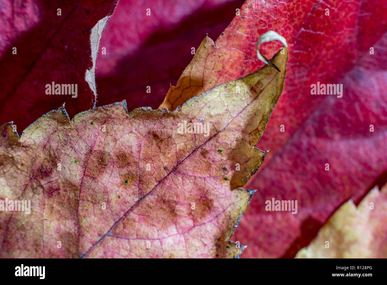 Colorful natural background, detailed close up and macro photography of ...