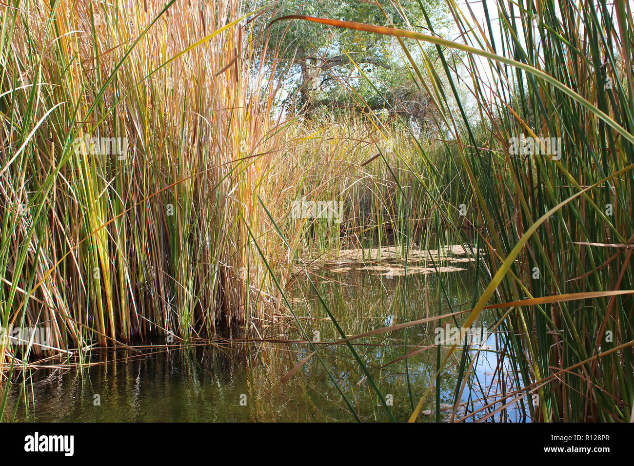 Cattails In Wetlands