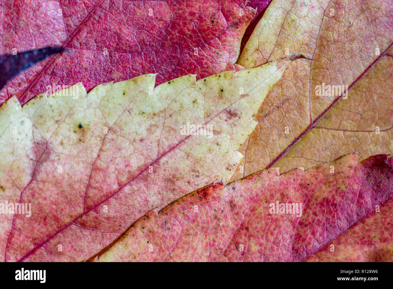 Colorful natural background, detailed close up and macro photography of ...