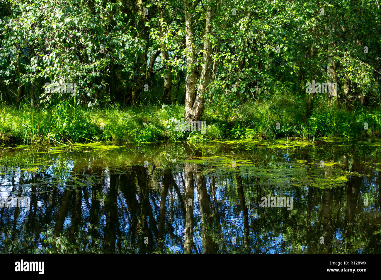 Beautiful birch tree at the canal with rfeflections in water Stock ...