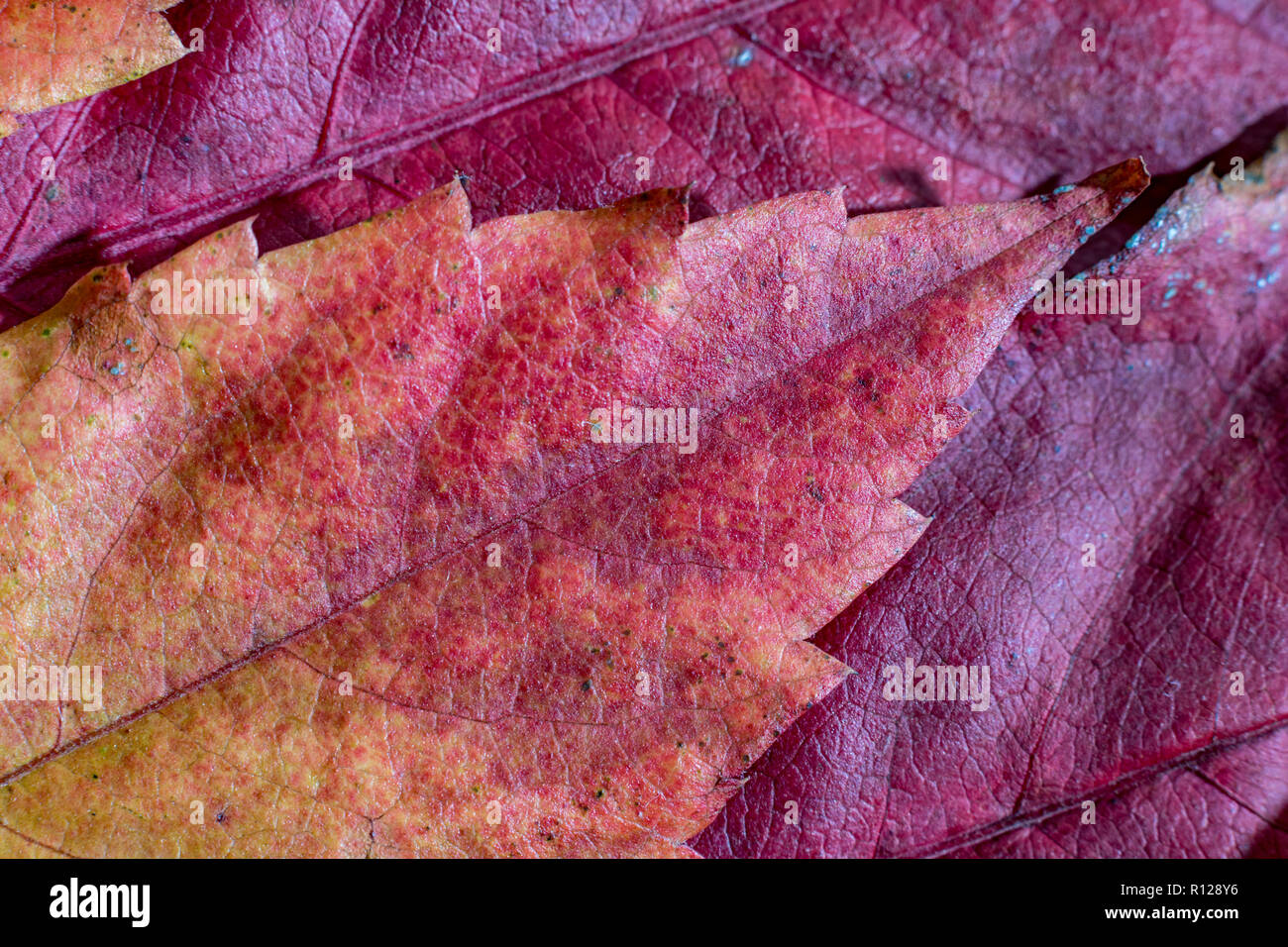 Colorful natural background, detailed close up and macro photography of ...
