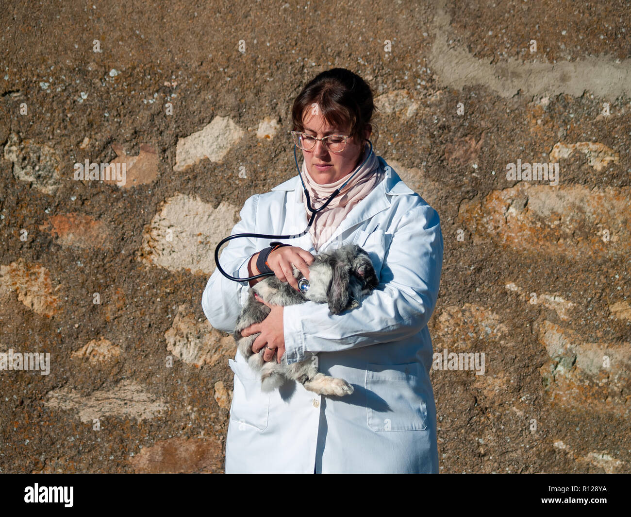 Rabbit hygiene hi-res stock photography and images - Alamy