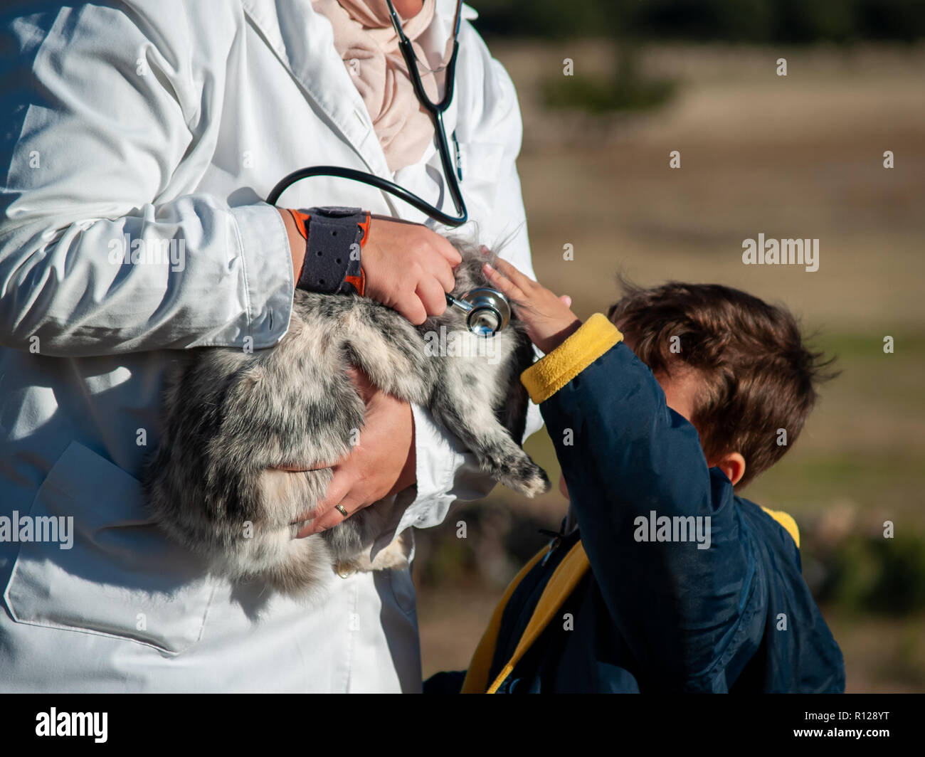 A rural veterinary woman performing a medical check on a rabbit in the ...