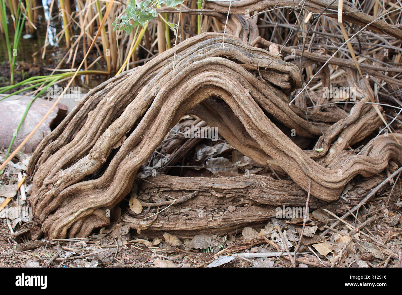 Desert tree piece hi-res stock photography and images - Alamy