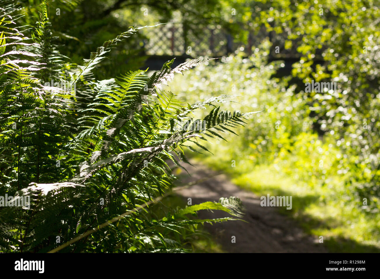 Beautiful green fern leaves in Summer close up shot Stock Photo - Alamy
