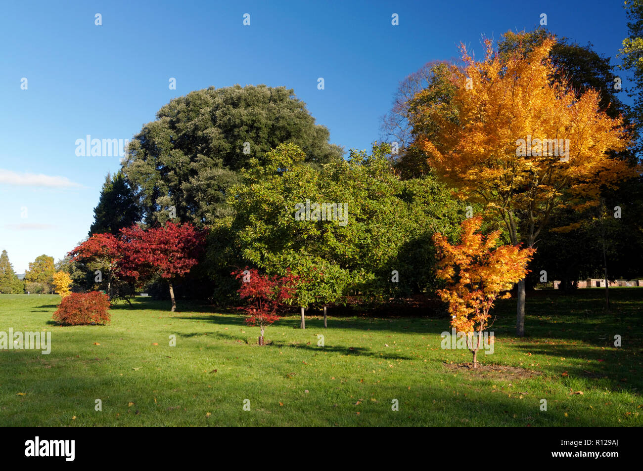 Autumn colours, Bute Park, Cardiff, South Wales Stock Photo - Alamy