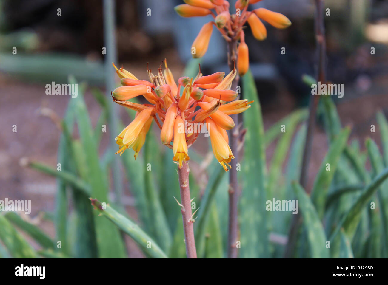 Close up of flowers and flower buds of an Aloe sheilae plant in the ...