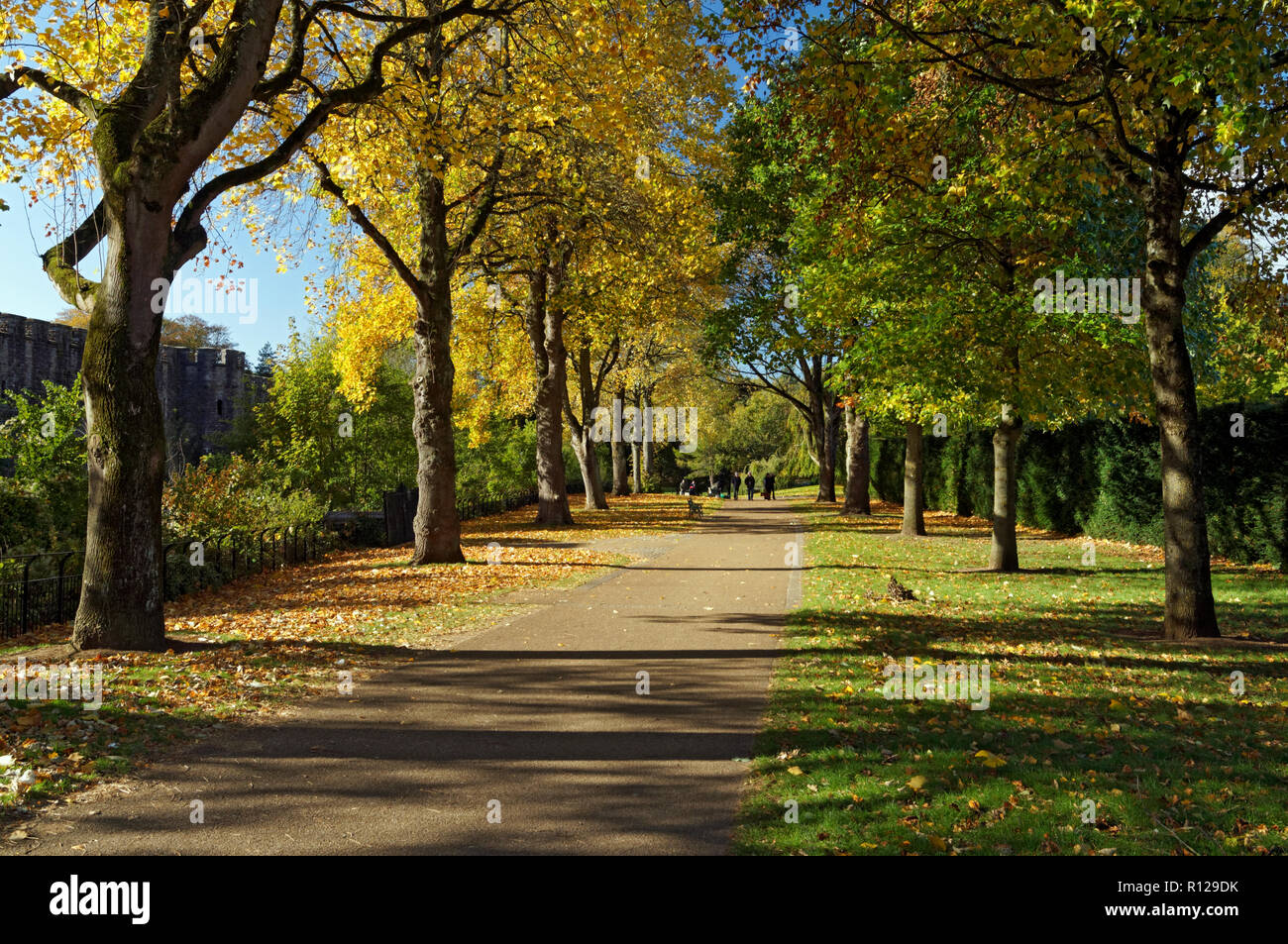 Autumn colours, Bute Park, Cardiff, Wales Stock Photo - Alamy