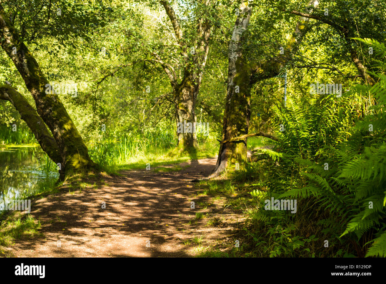 Beautiful path in the forest among trees in Summer time, Monklands ...