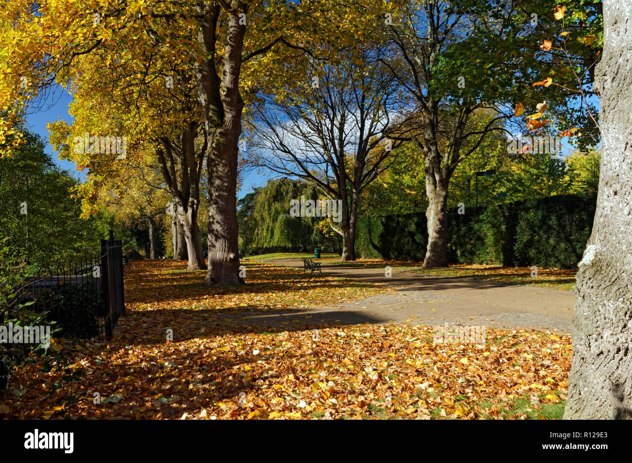 Autumnal public park trees hi-res stock photography and images - Alamy