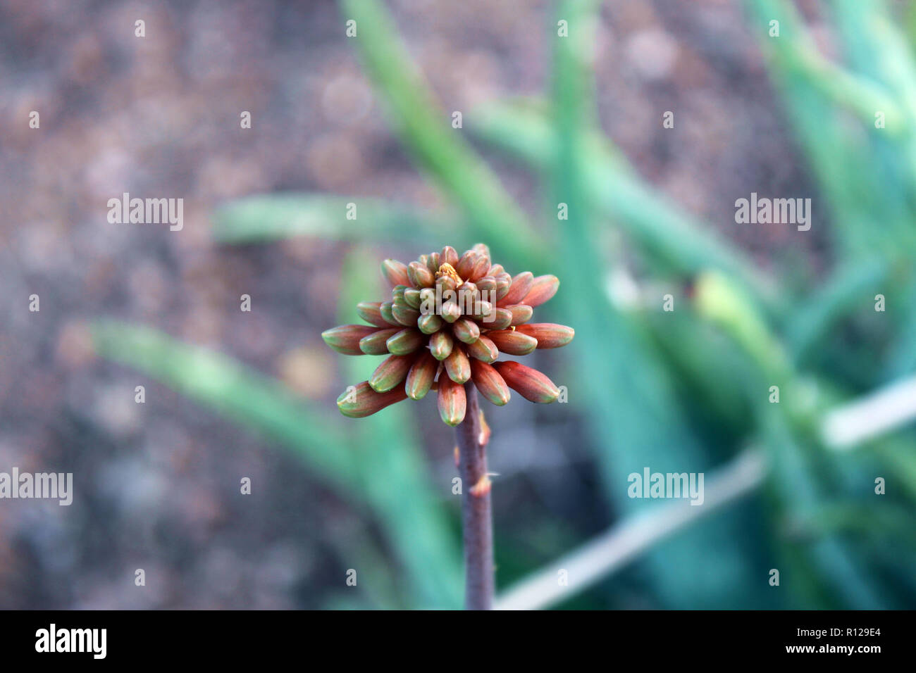 Aloaceae hi-res stock photography and images - Alamy