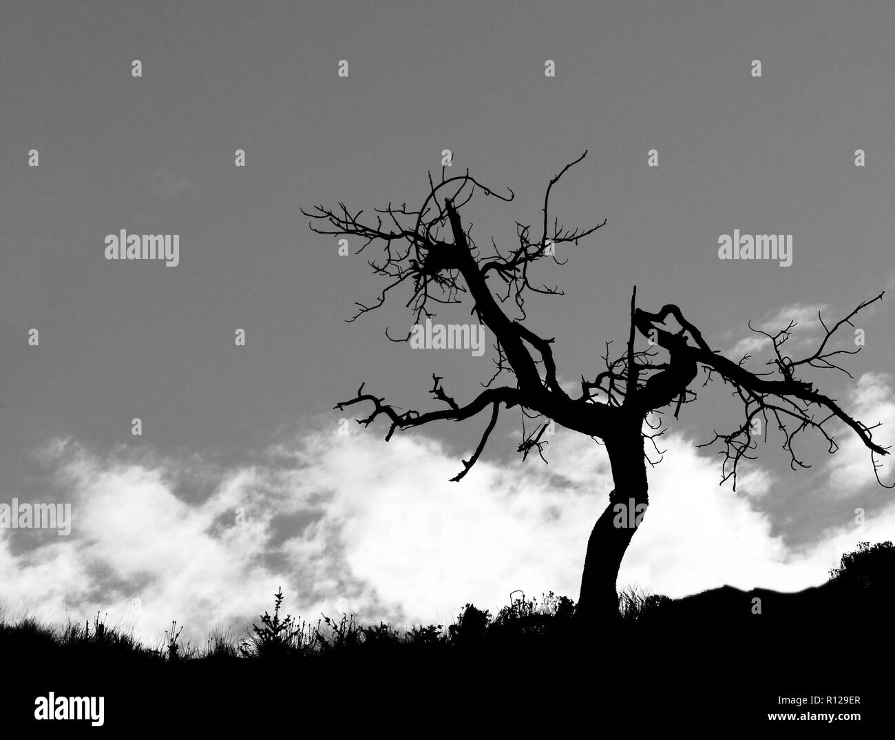 black and white tree Stock Photo - Alamy