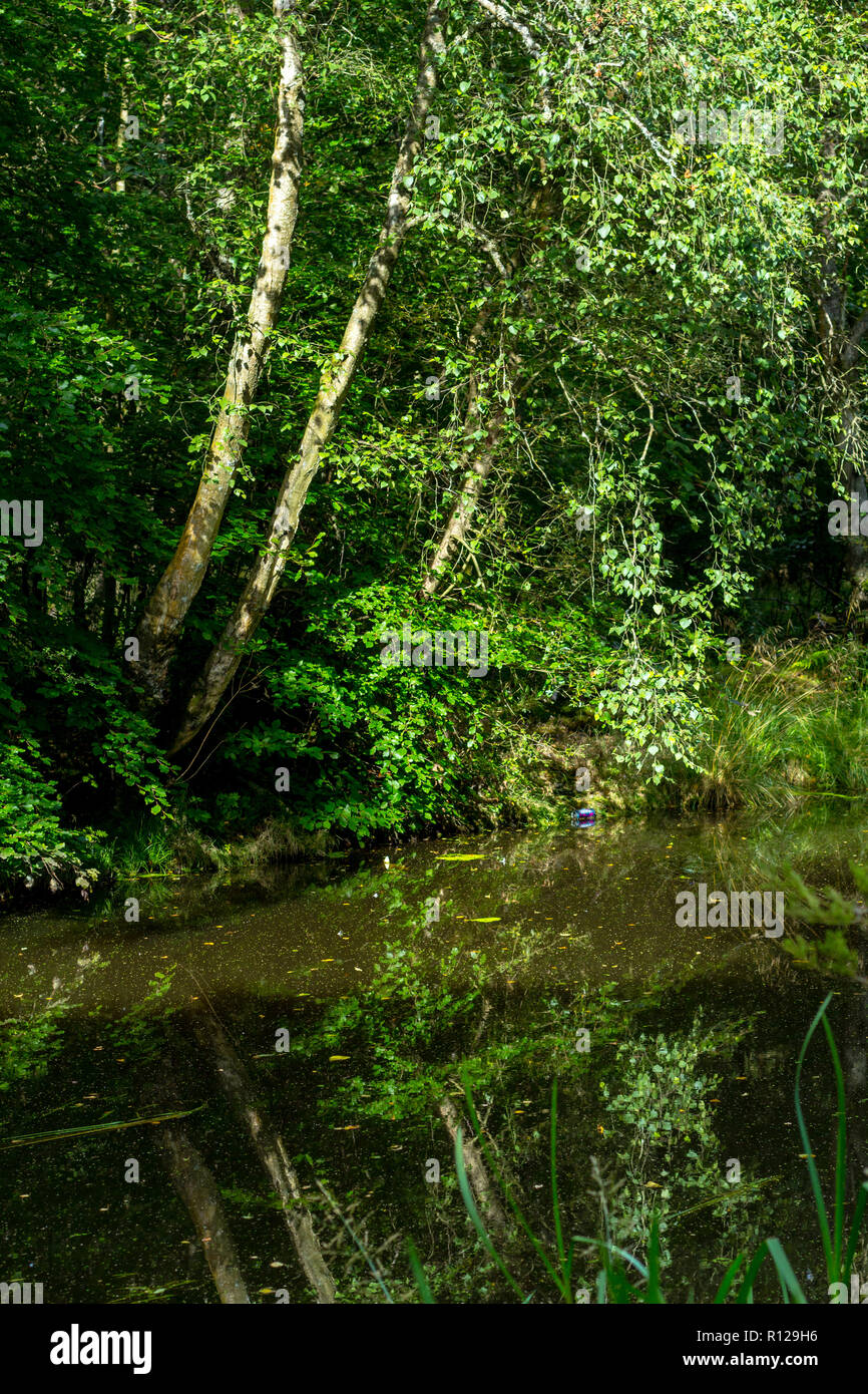 Beautiful birch tree at the canal with rfeflections in water Stock ...