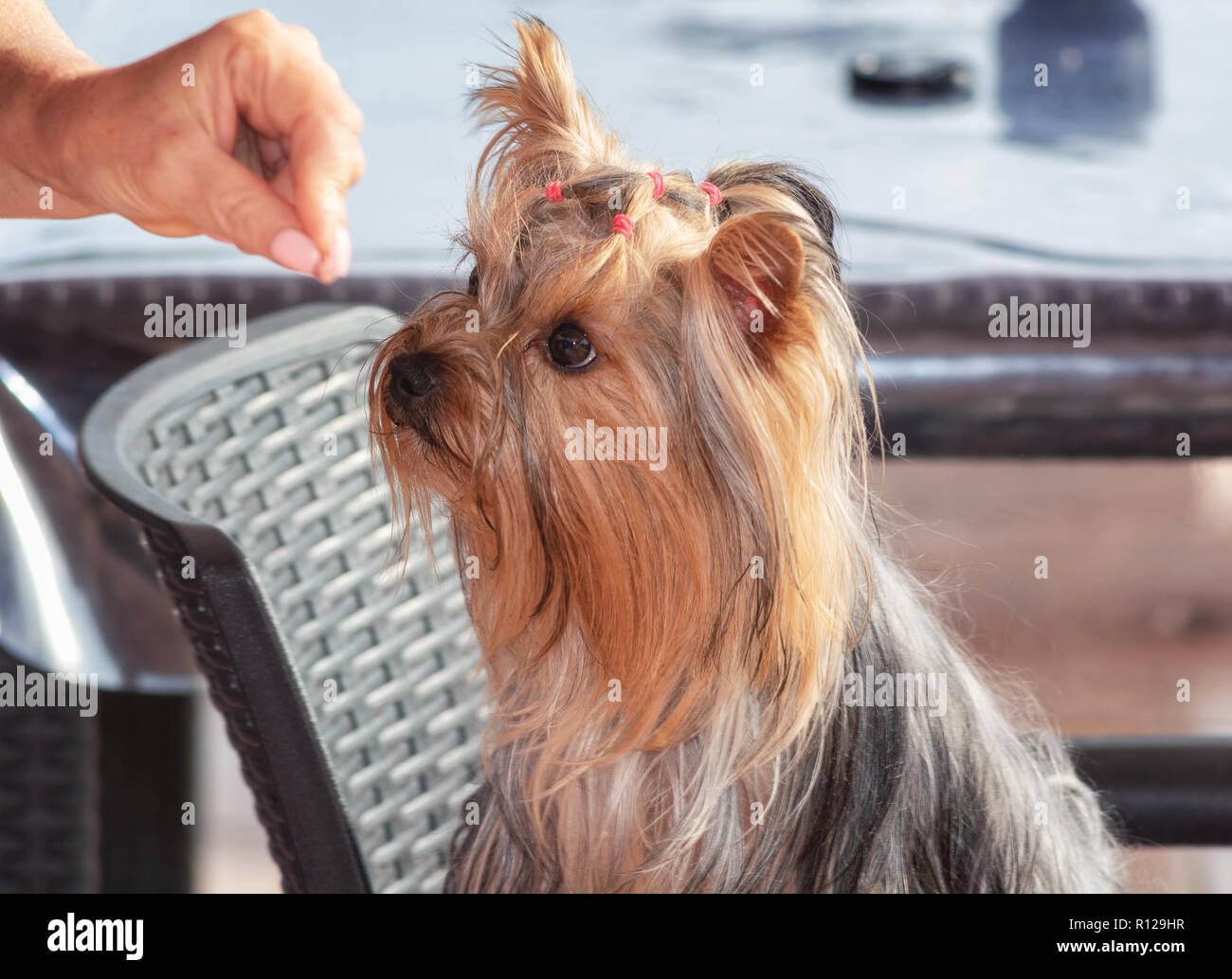 Ears stand hand hi-res stock photography and images - Alamy