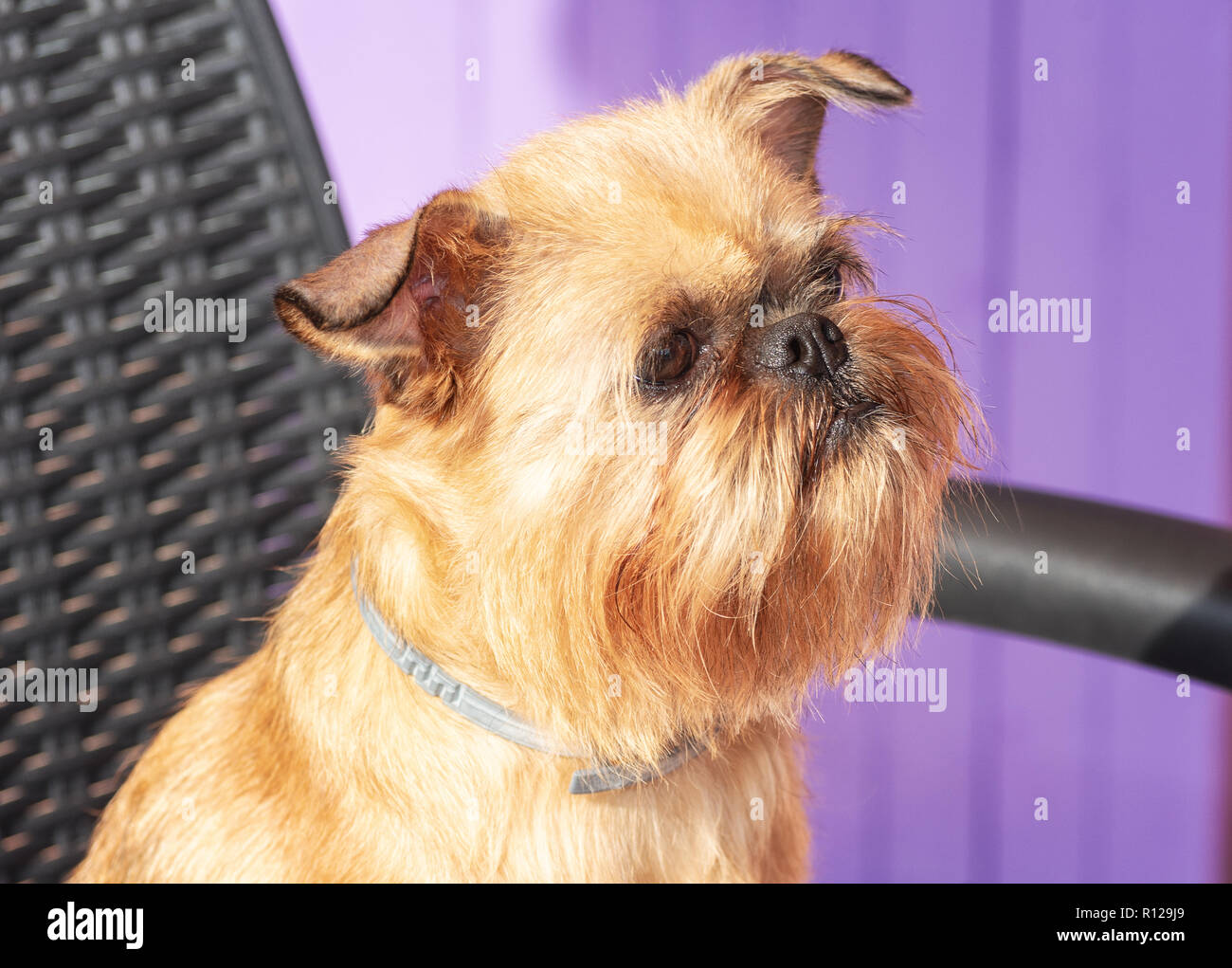 A flea in her hair hi-res stock photography and images - Alamy