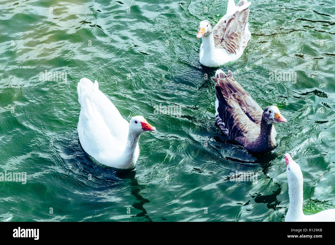 Beautiful view with cute ducks enjoying the summer on the lake Stock ...