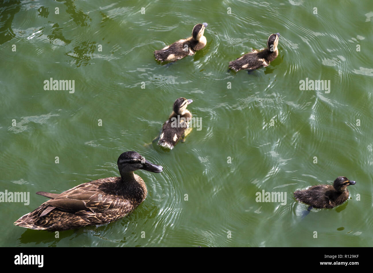 Ducklings following mother hi-res stock photography and images - Alamy