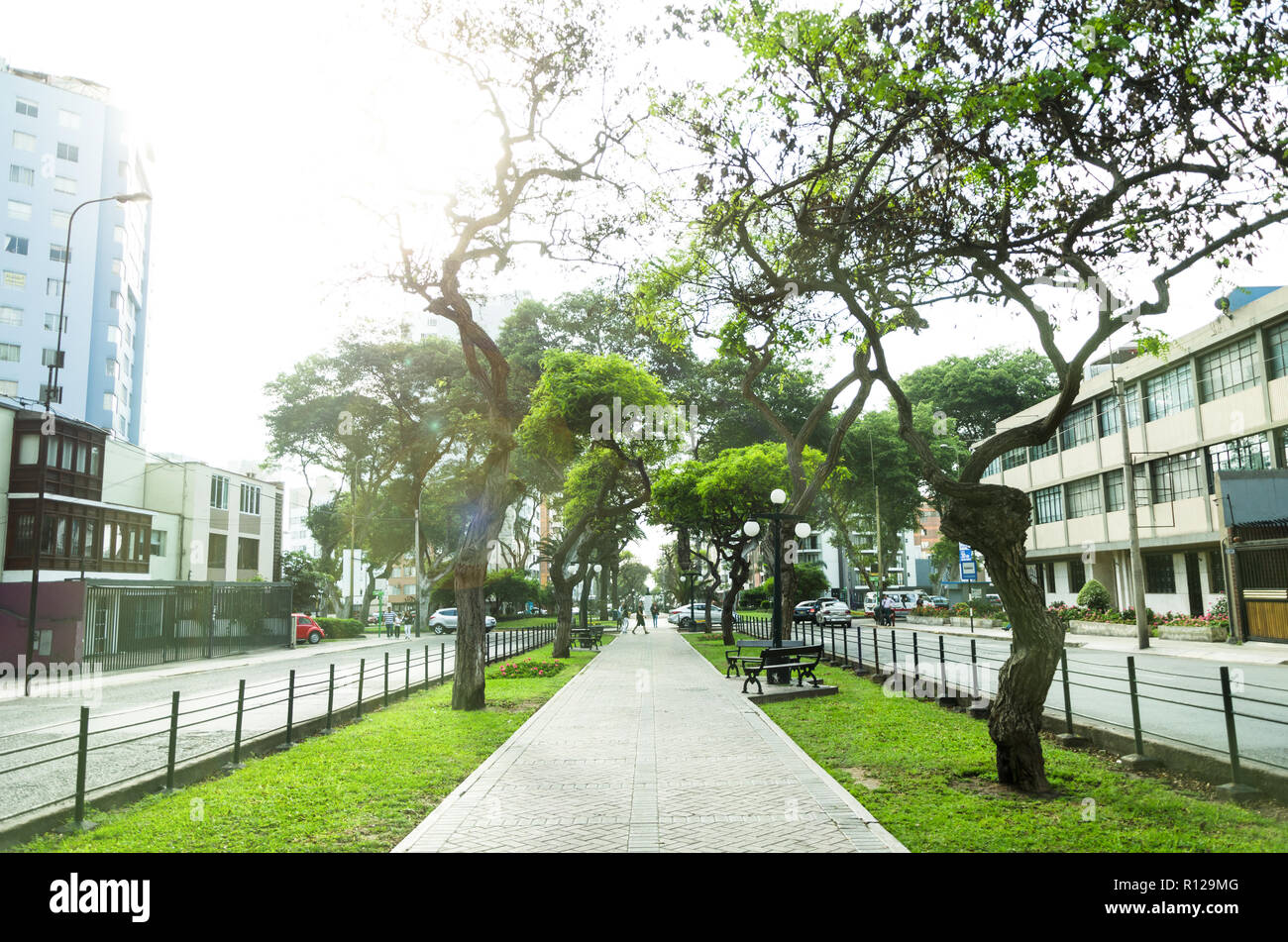 Peru avenue trees hi-res stock photography and images - Alamy