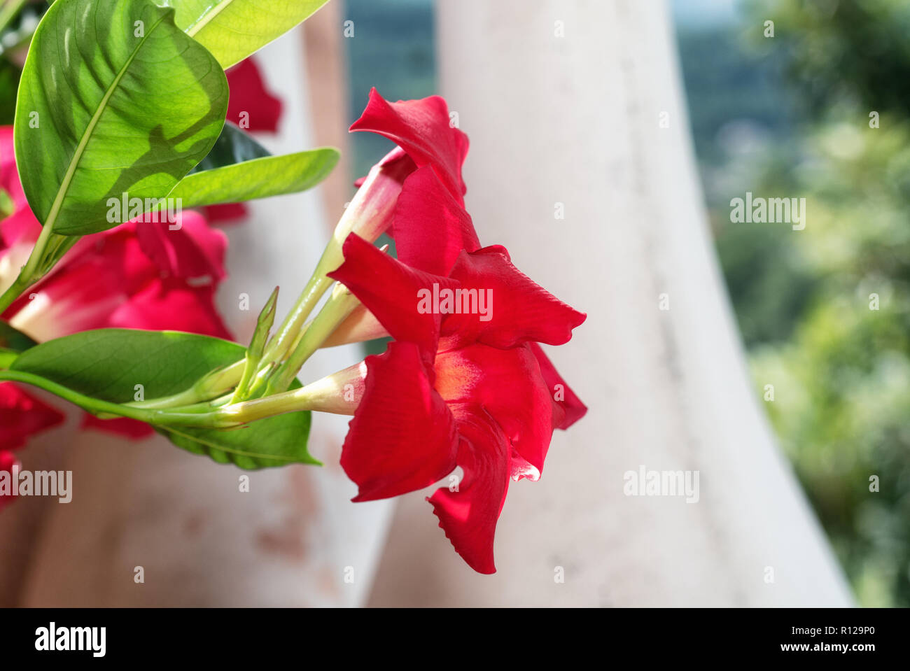Terrace decorated with a flower pot filled with red flowers Stock Photo ...