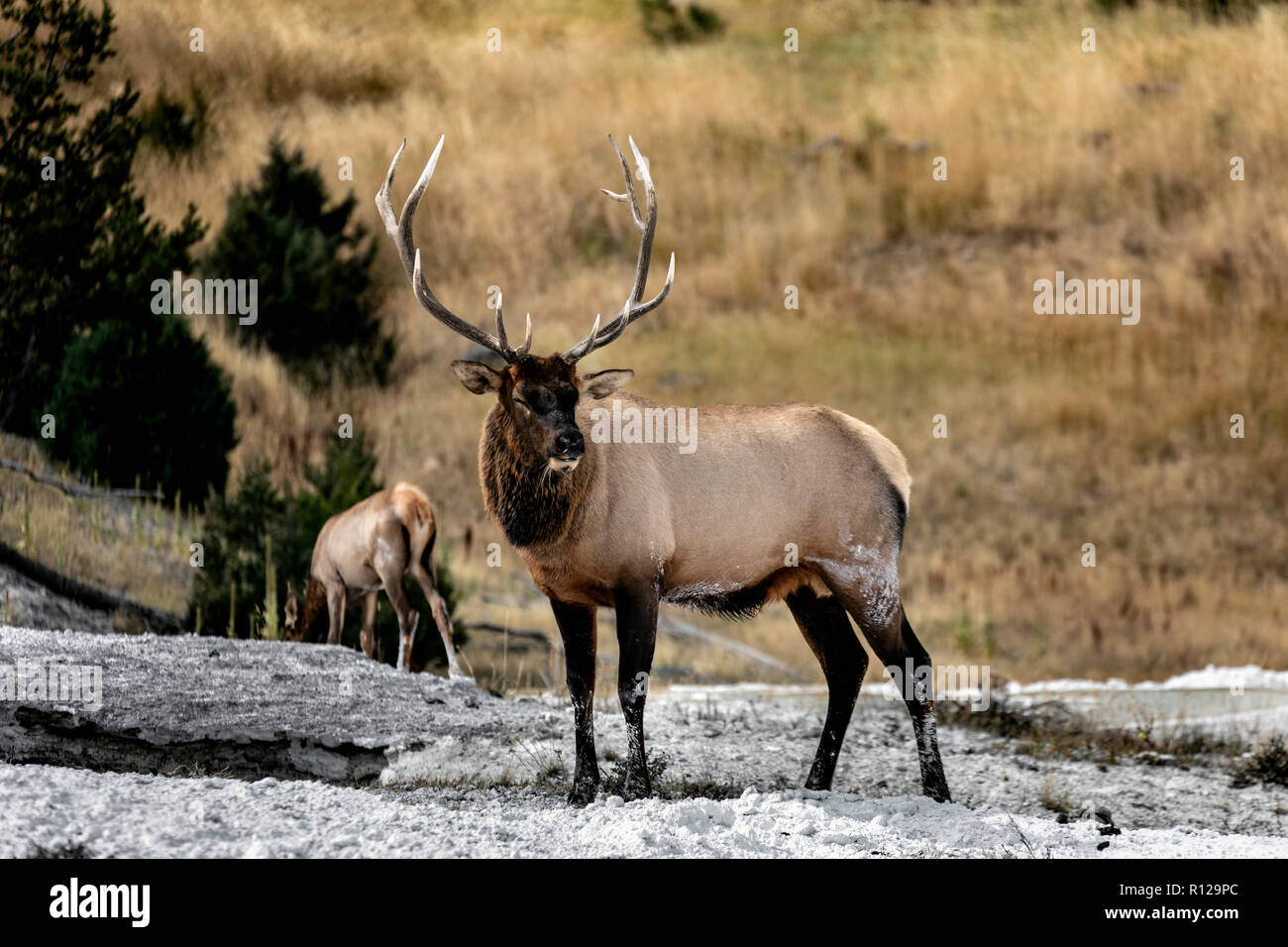 Ellk hi-res stock photography and images - Alamy